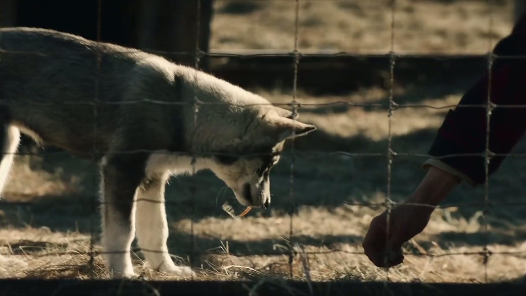 "While the lower 48 celebrated Balto, mushers from all over the world ...