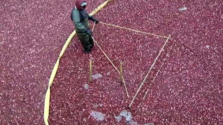 WORKERS MOVETHE FLOATING CRANBERRIES TO ONE CORNER OF THE FIELD ...