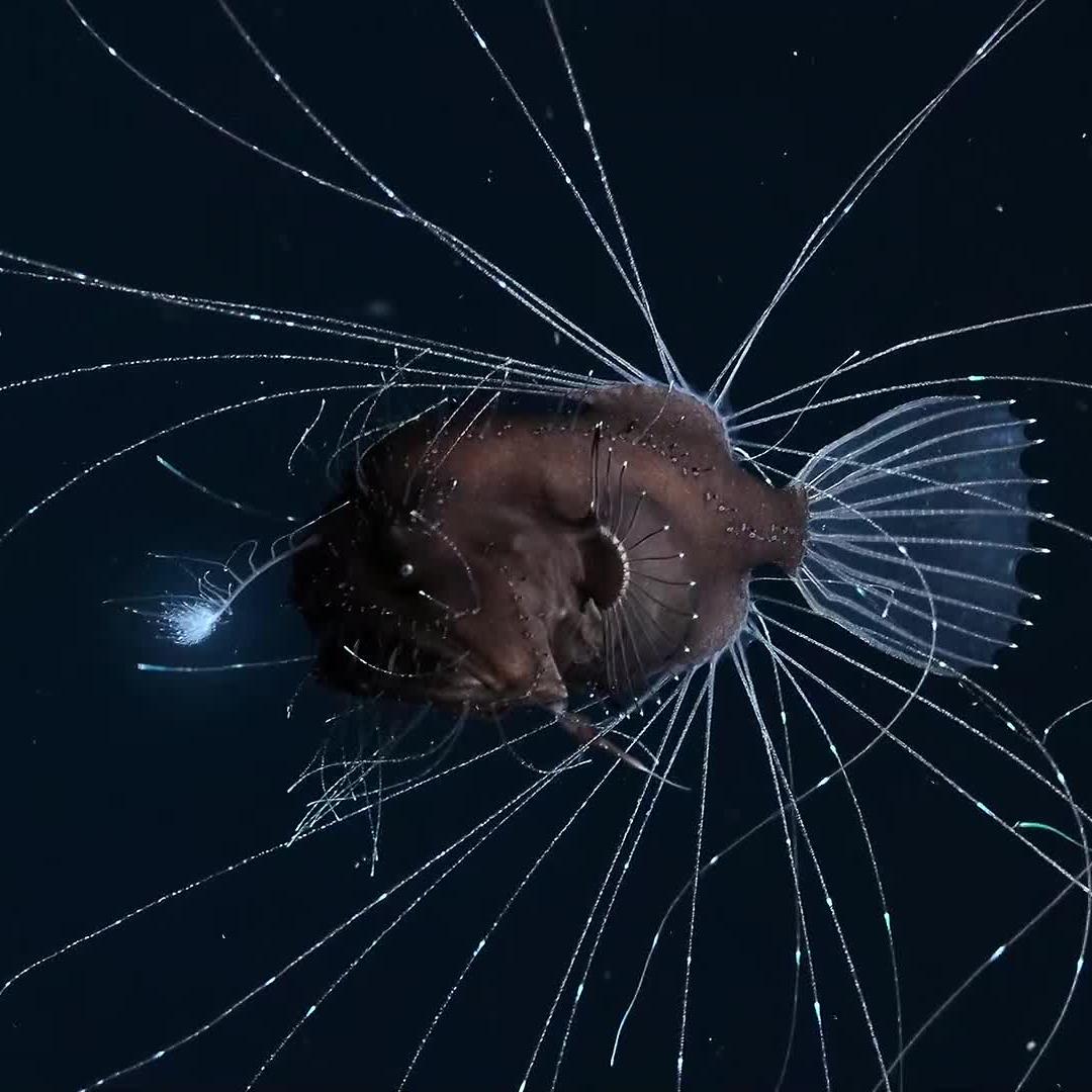 A deep-sea anglerfish. Her extraordinary array of sensors will detect ...