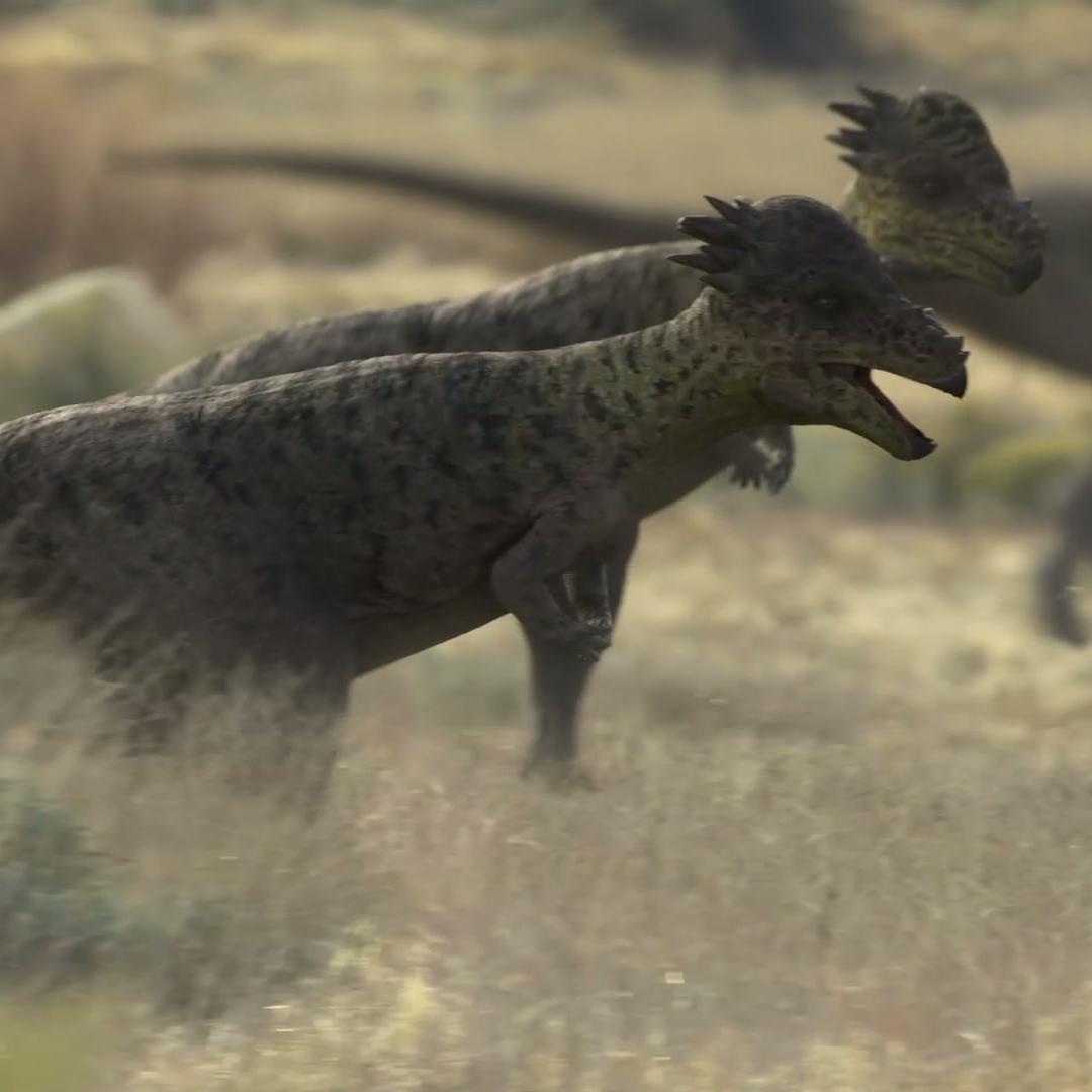 A herd of pachycephalosaurs, bizarre creatures with thick,dome-shaped ...