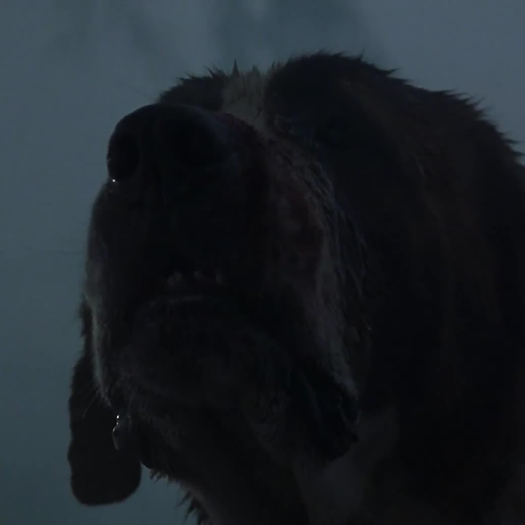 Cujo. Cujo, what's the matter? Cujo, it's me, Brett. Take it easy, boy ...