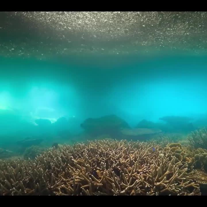 "Even as far asAustralia's Great Barrier Reef." - Our Oceans quote