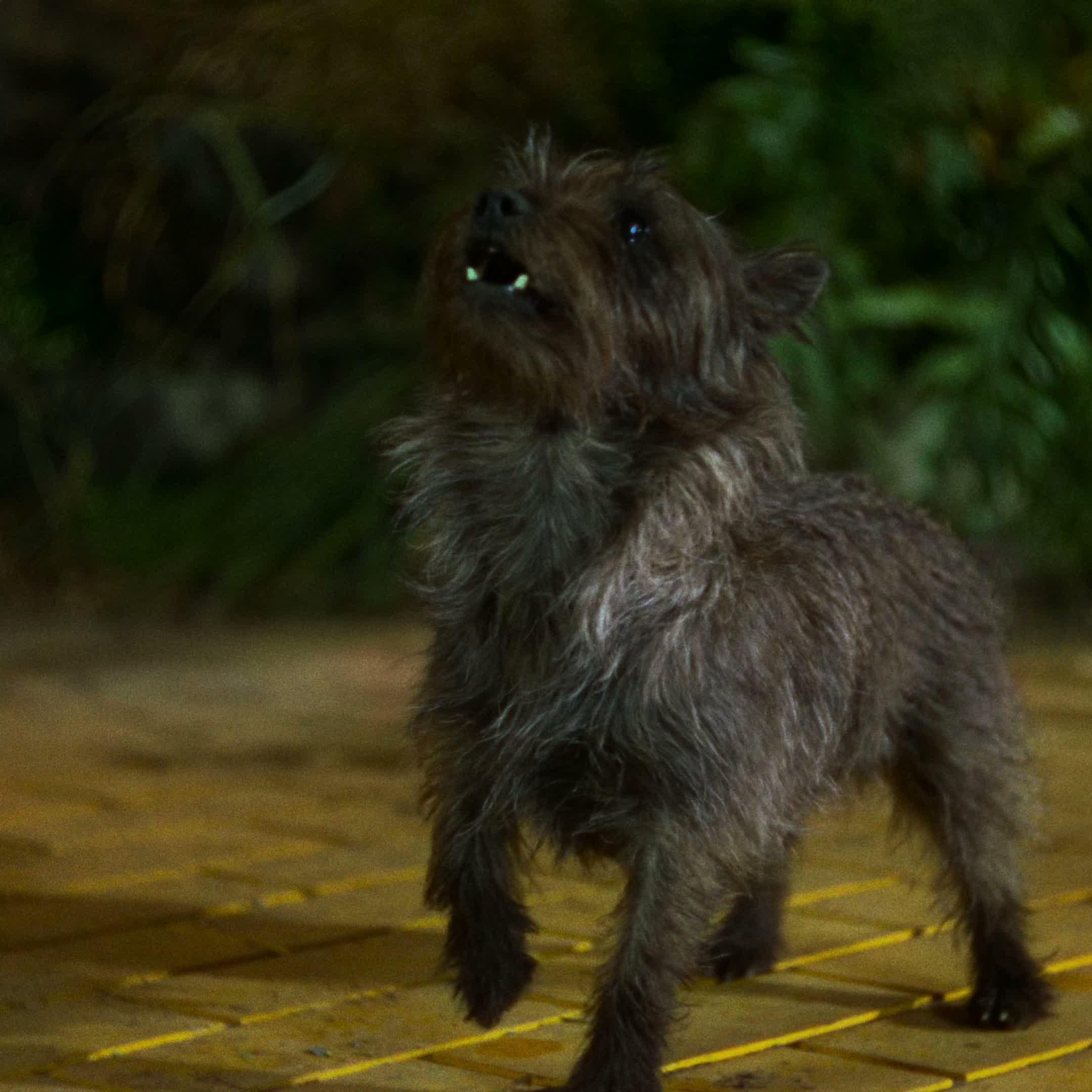 My goodness, what a fuss you're making! - The Wizard of Oz | Clip.Cafe