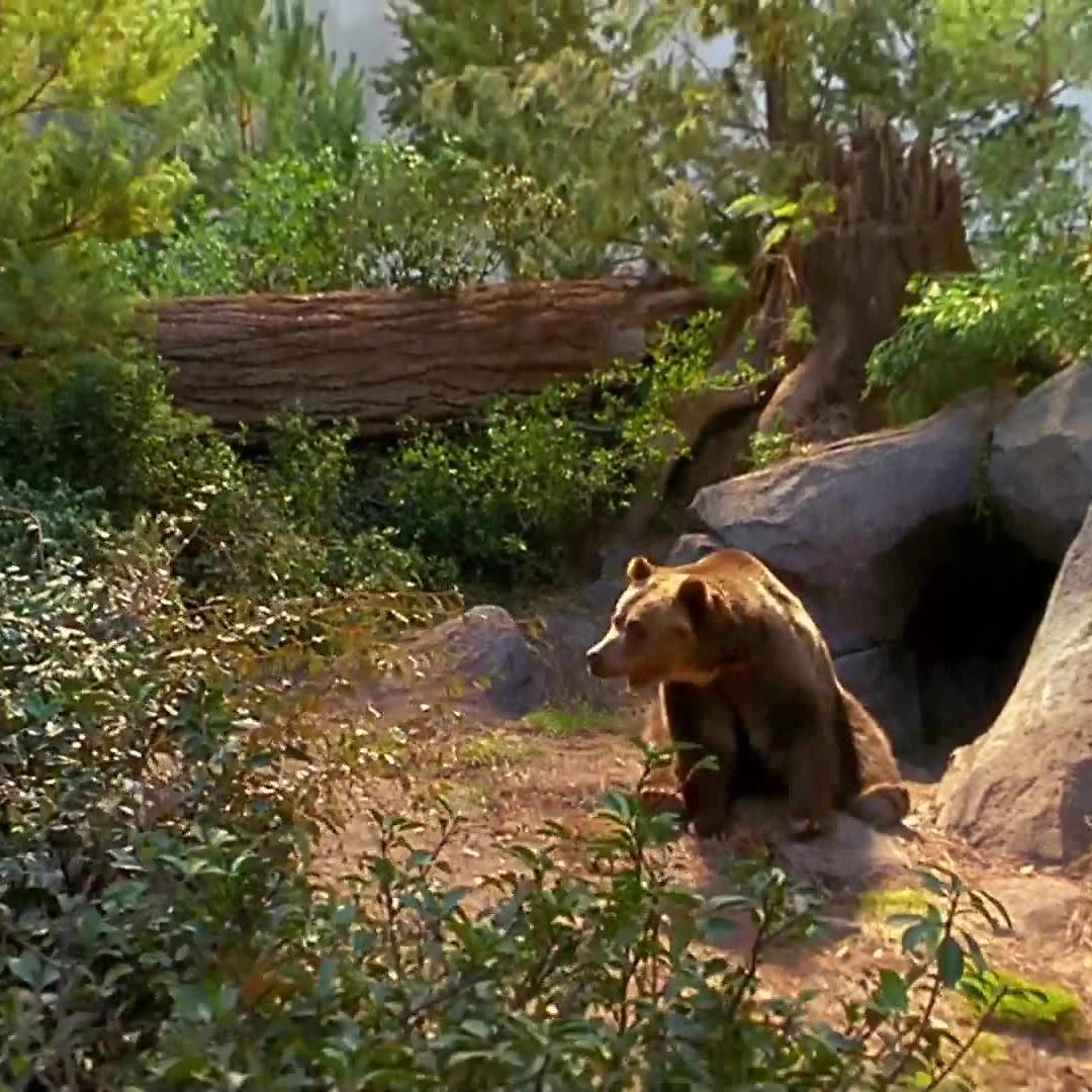 "I am the Alpha Bear! Grrr! Grrr! Bears say "grrr," right?" - Dr ...