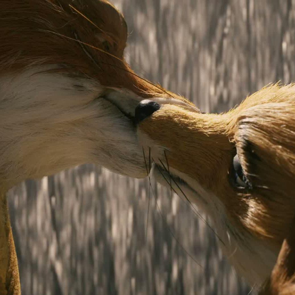 I love you too. But I shouldn't have married you. - Fantastic Mr Fox ...