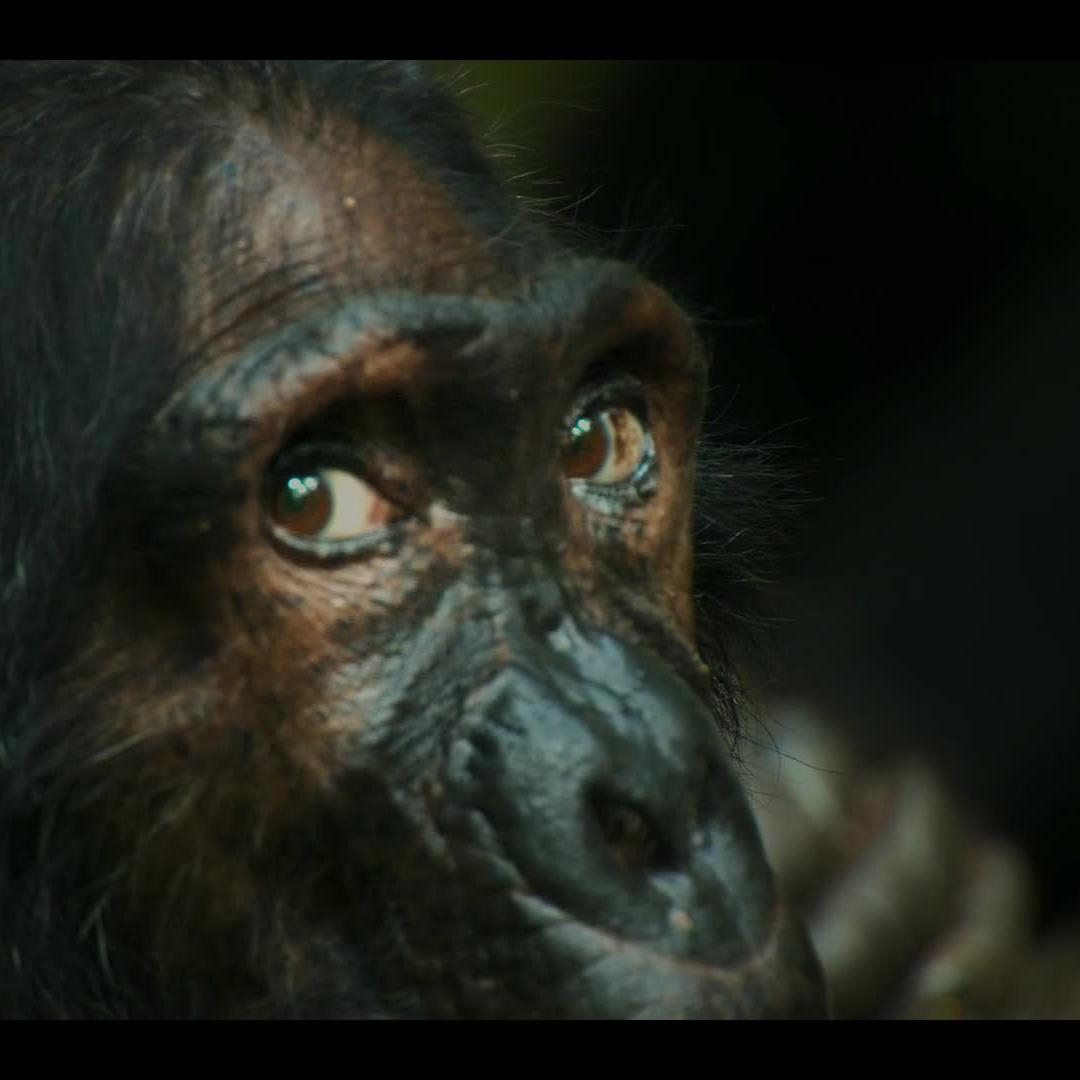 Ngogo society is a hierarchy. And the chimps arealways looking for ...