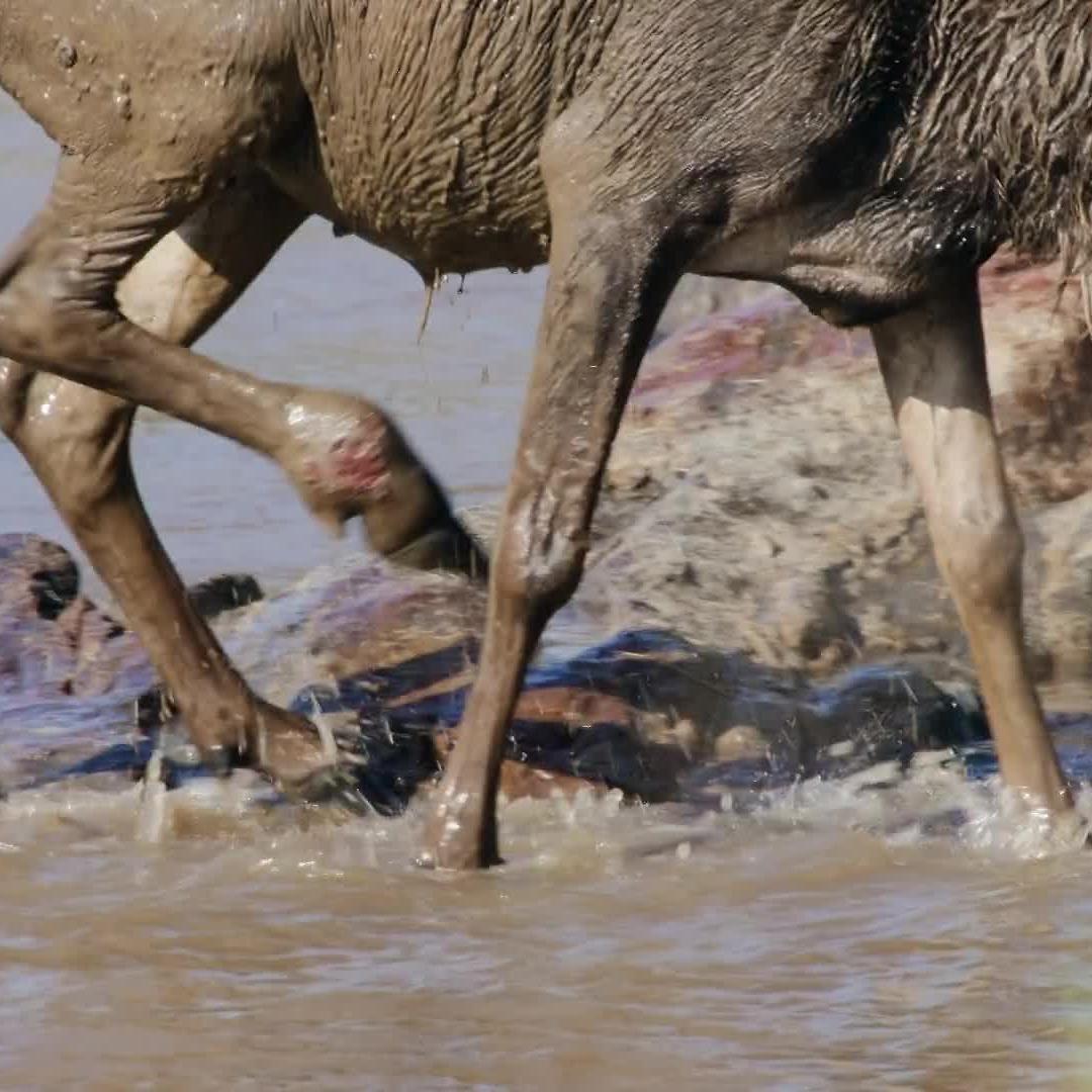 The walking wounded limp to safety. Those too badly injured are ...