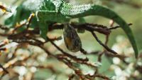 Most chameleon species lay eggs, but here it's too cold for an eggto ...