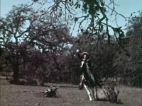 Oh, Pancho! Oh, Cisco! - The Cisco Kid | Clip.Cafe