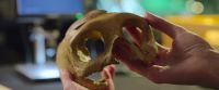 "So, this is the famous Krapina 3 skull. It is the most complete ...