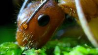 "With the ant in its death grip, a parasitic fungus, Cordyceps,erupts ...