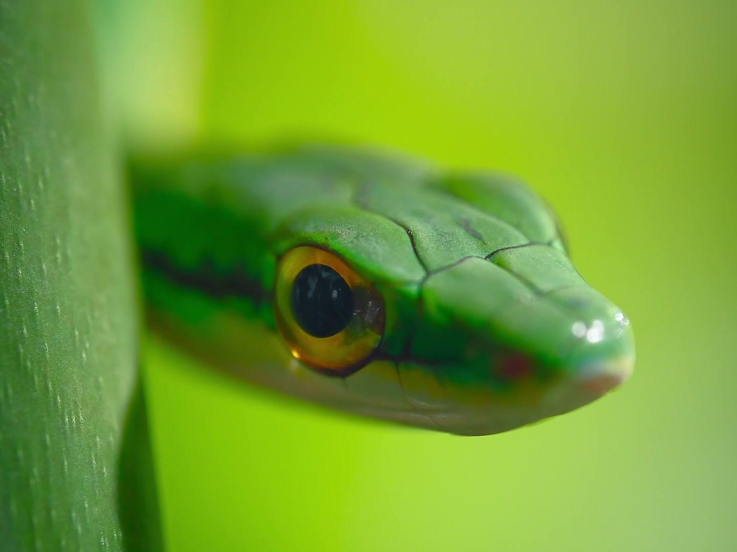 A keen-eyed parrot snake, a frog-hunting specialist, searching for ...
