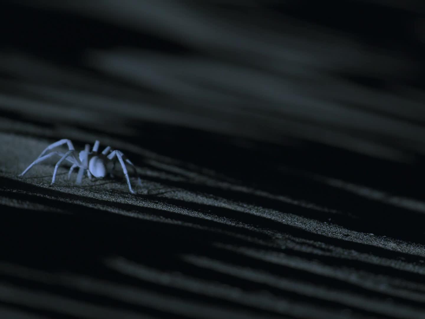 A white lady spider. A gecko-hunter... with a deadly venomous bite ...