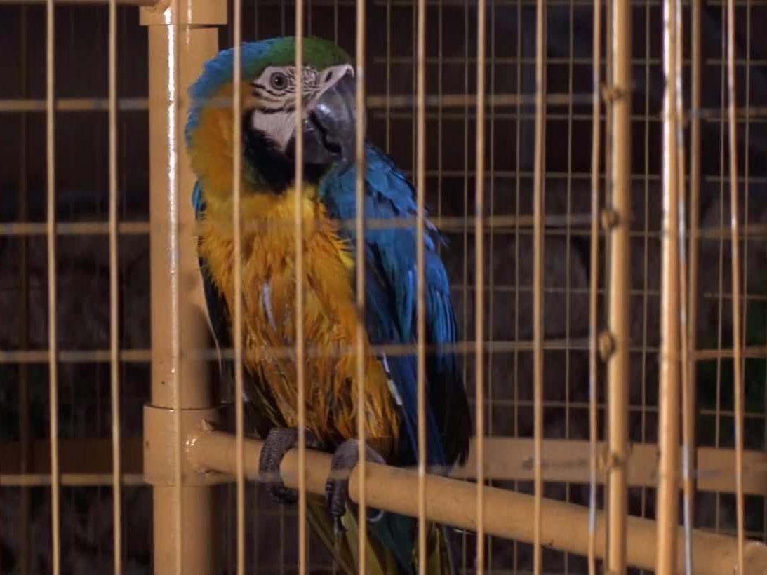 Birdie Num Num - The Party | Clip.Cafe