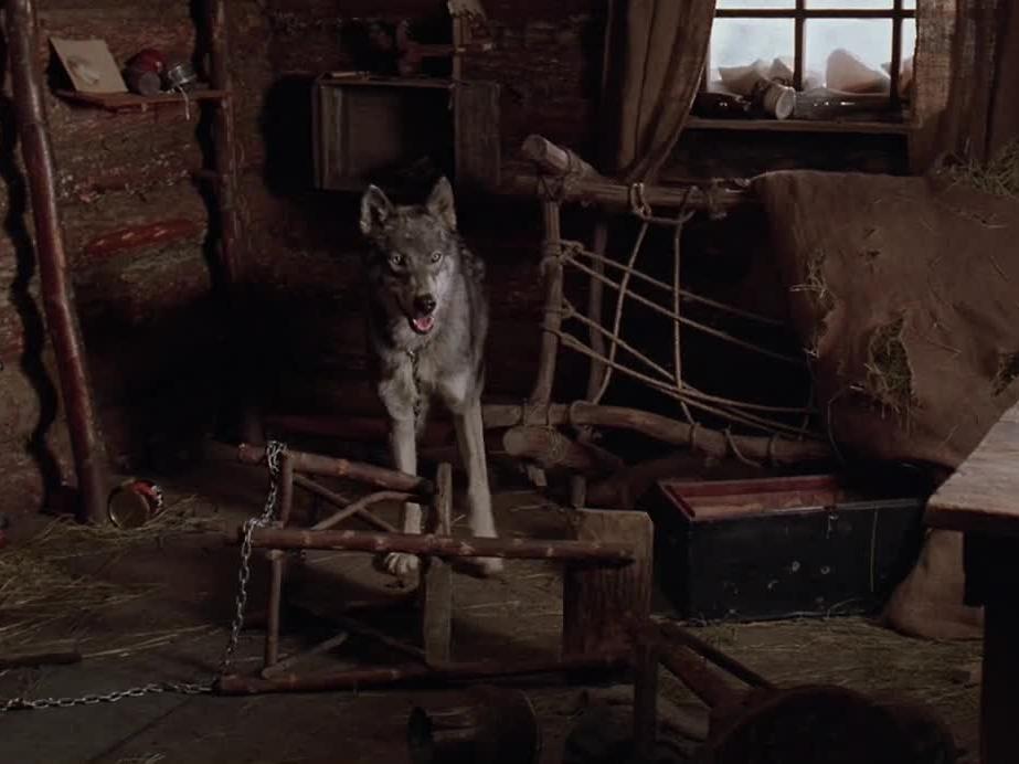 Congratulations. You've gota healthy wolf on your hands. Now get him ...