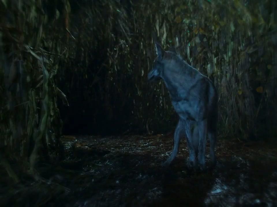"Grim is hiding out in a ghost town corn maze." - Phantom Pups quote