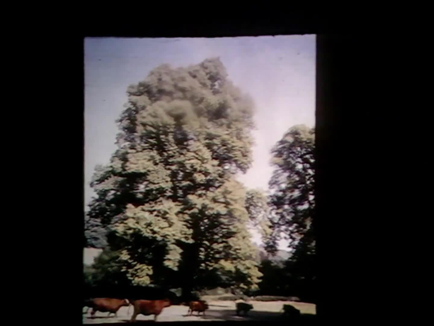 The horse chestnut. Eric, do you think you could,uh, recognize a larch ...