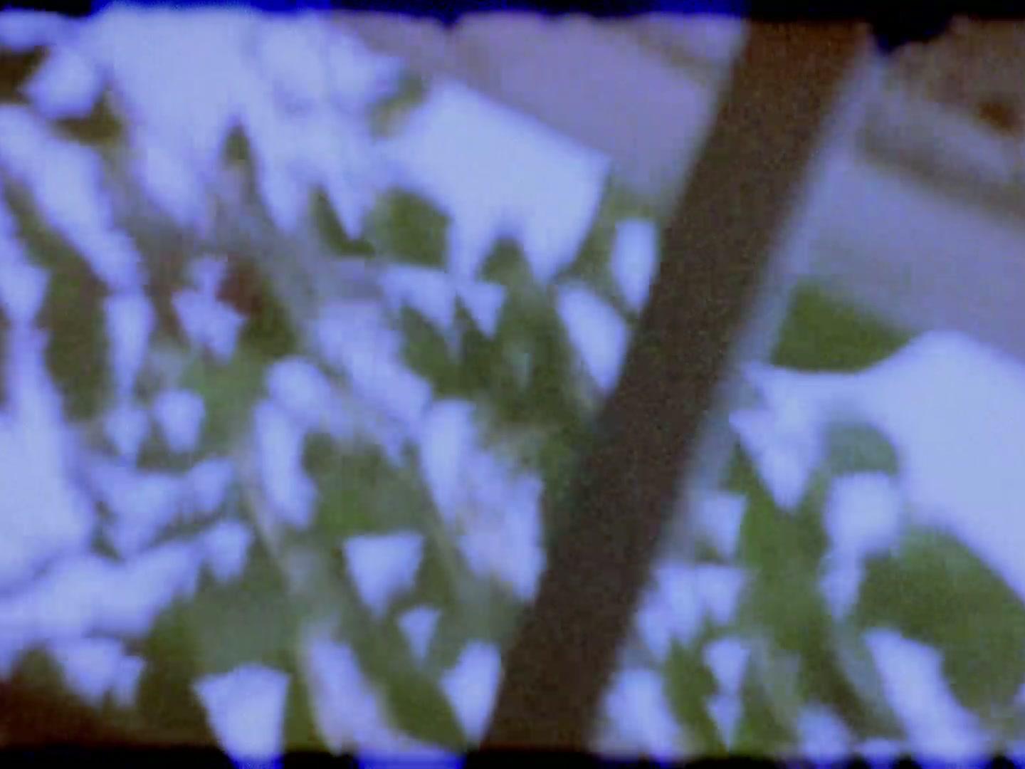 Just look at the leaves. - Abducted in Plain Sight | Clip.Cafe