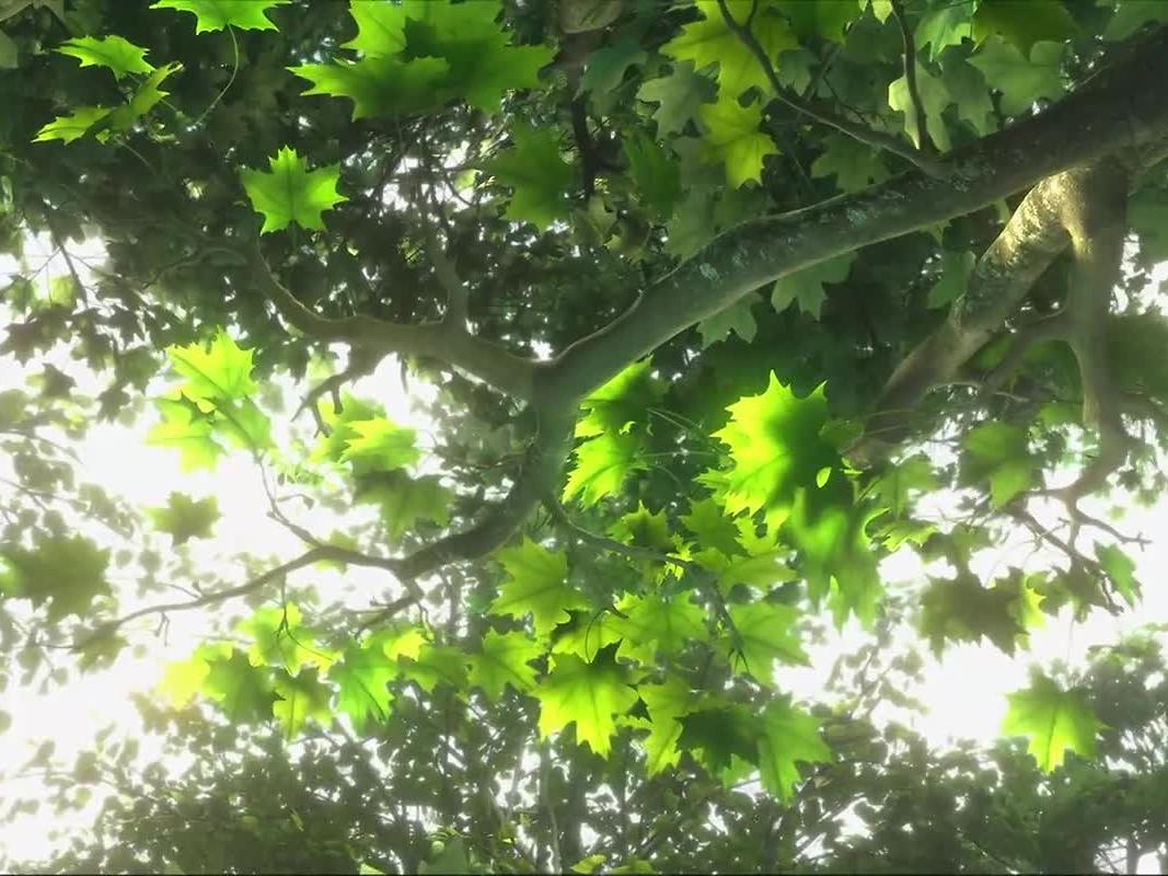 Many leaves, one tree. We're all individuals, but we're still connected ...