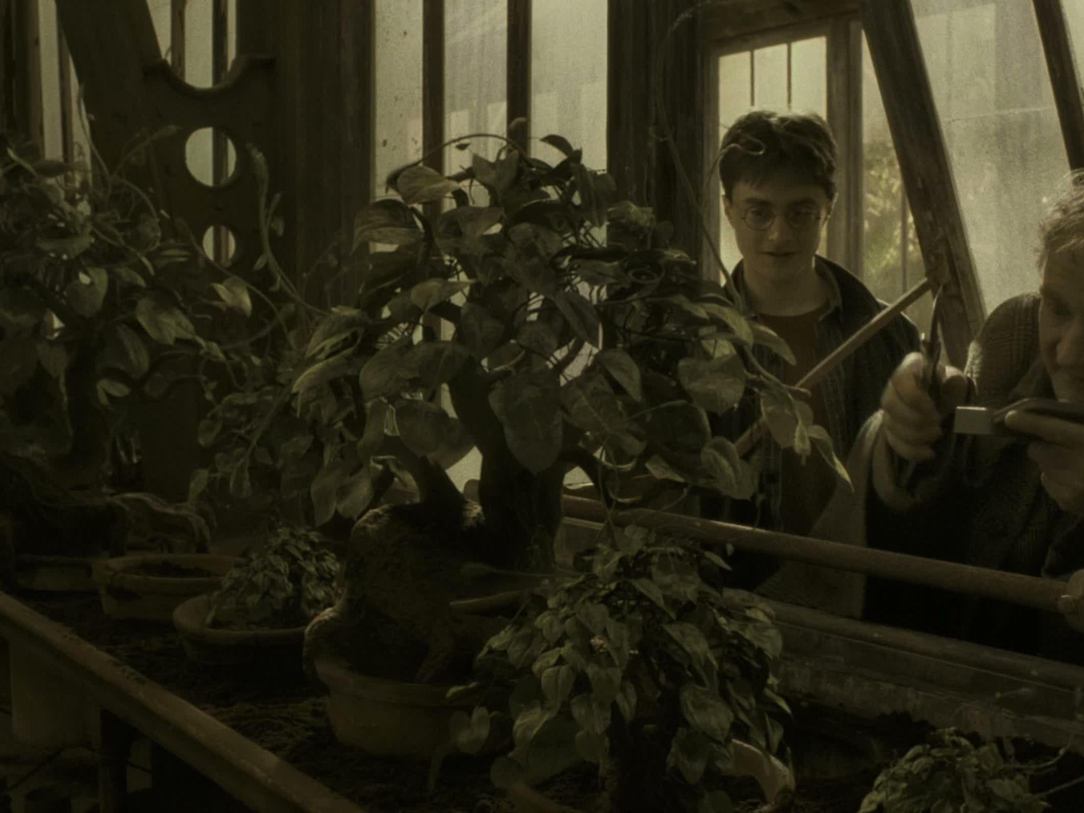 Merlin's beard, Harry! - Harry Potter and the Half Blood Prince | Clip.Cafe