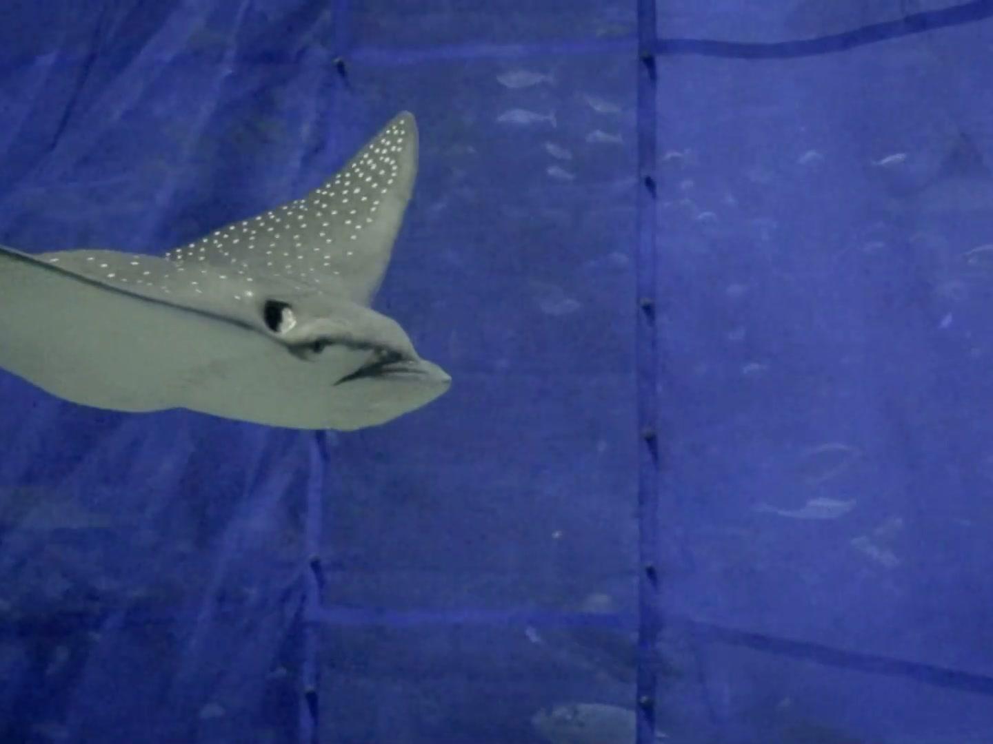 For weeks,pregnant eagle ray Darby has kept aquarists patiently ...