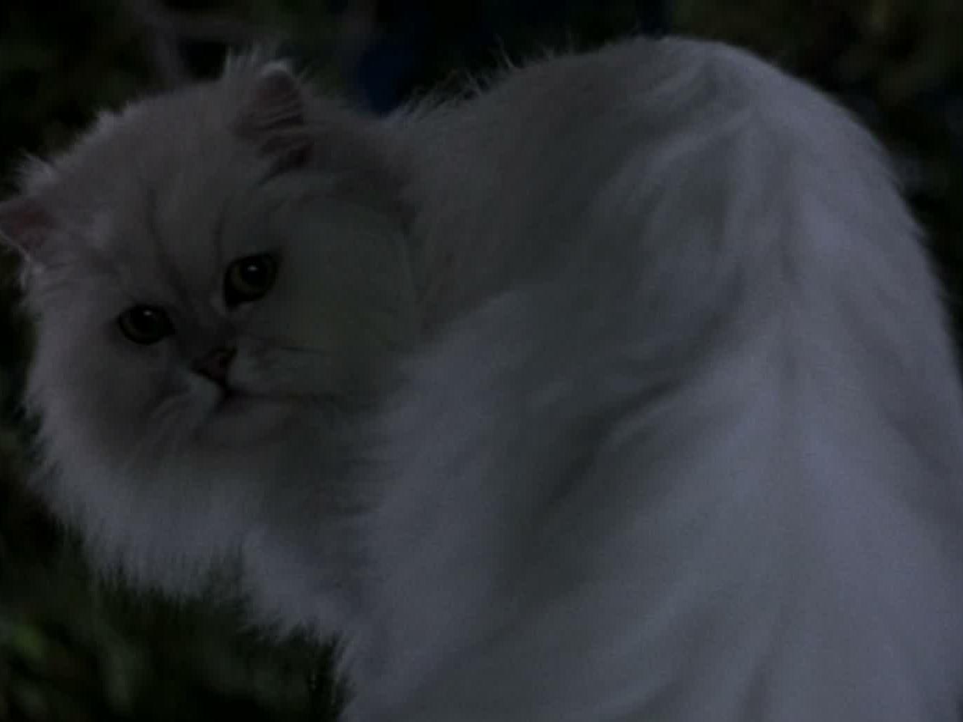 Say good night, Tinker Bell. Hey, Smokey! His name is Snowbell ...