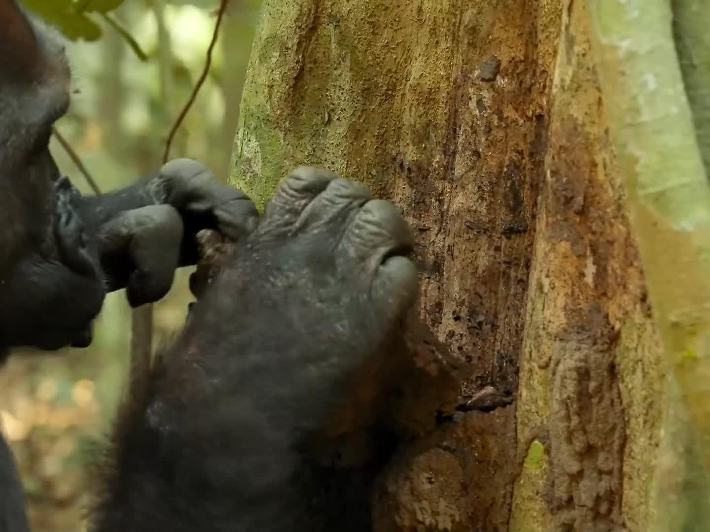 "These chunks of mudmay not look like much, but there's a treat hidden ...