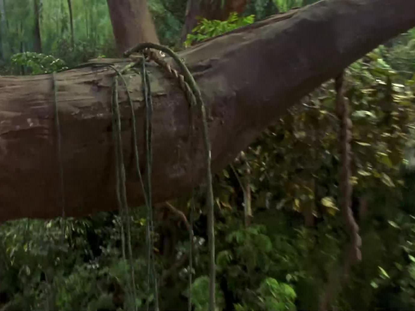 That close one, huh? Watch out for that tree! Oops. - George of the ...