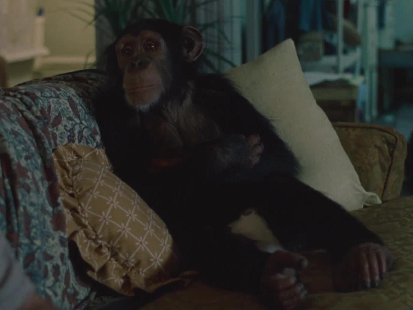 "You don't know how lucky you are being a monkey. Because consciousness ...