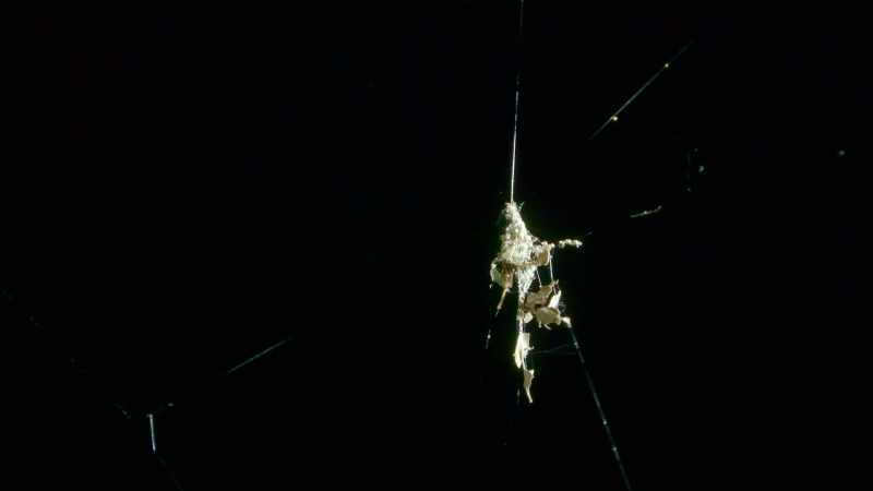 A tiny spider building asupersized self-portrait. Look at that. - The ...