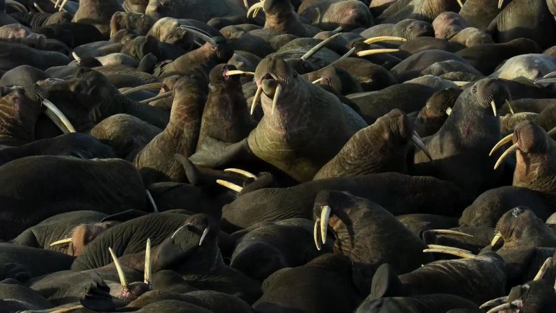 Climbing overthe tightly packed bodies is the only way across the crowd ...