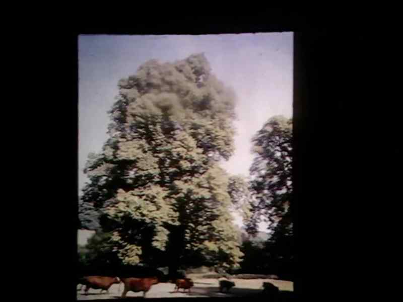 The horse chestnut. Eric, do you think you could,uh, recognize a larch ...
