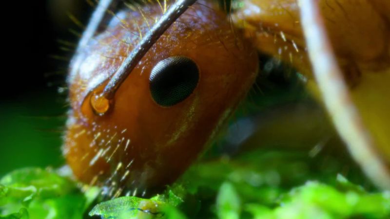 "With the ant in its death grip, a parasitic fungus, Cordyceps,erupts ...